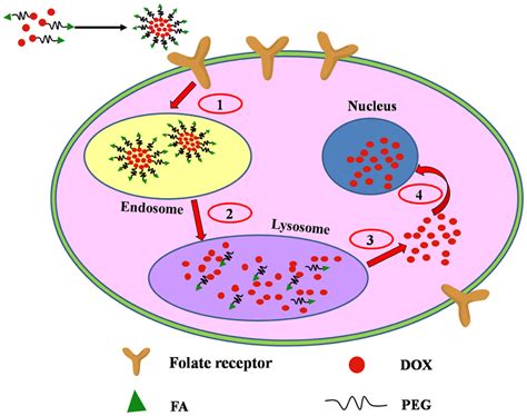 Design Of Dox Loading Dox Hyd Peg Fa Nps As An Active Targeting Drug