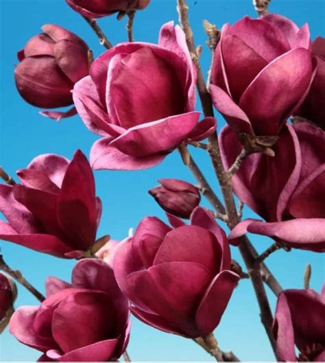 Magnolija Genie Tado Ūkis