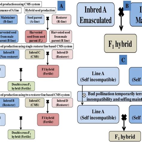 Traditional Hybrid Seed Production Through A Single Cross Double Download Scientific Diagram
