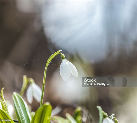 봄 숲에서 아름다운 눈방울 부드러운 봄 꽃 은 봄의 도착을 상징 하는 온난화의 선구자 스노우 드롭 꽃이 만발한 봄숲의 경치 갈란투스에 대한 스톡 사진 및 기타 이미지