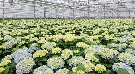 How To Care For Hydrangeas A Complete Guide South West Mag