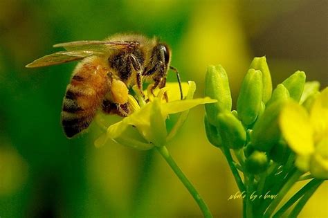 『菜の花風景』 Chami癒やしのphotoworld