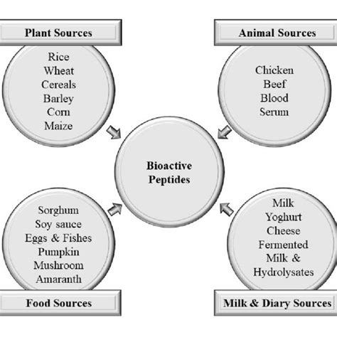 Pdf Bioactive Peptides Its Production And Potential Role On Health