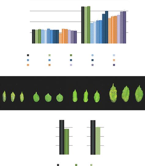 Natural Variation Of Resistance To Pseudomonas Syringae Pv Tomato Download Scientific Diagram