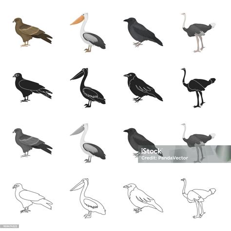 매가 새의 먹이는 펠리 칸 회색 까마귀 타조 Emu 새 만화 블랙 단색 개요 스타일 벡터 기호 재고 일러스트 웹에서 컬렉션 아이콘을 설정합니다 갈고리 발톱에 대한 스톡 벡터