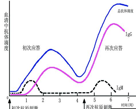 免疫学知识：细胞免疫应答与体液免疫应答 知乎