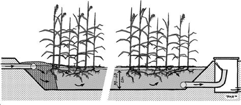 7 Horizontal Flow Hf Tw Featuring Herbaceous Emergent Macrophytes