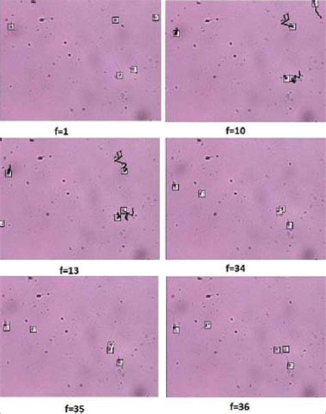 The Result Of Sperm Tracking Download Scientific Diagram