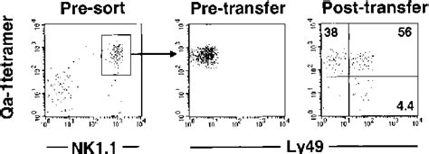 qa 1 tetramer positive cells from newborn mice do not lose expression