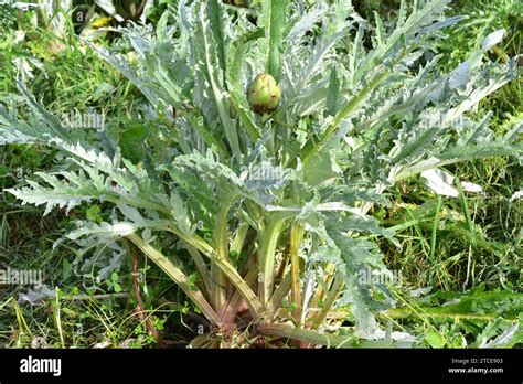 Globe Artichoke Cynara Scolymus Or Cynara Cardunculus Scolymus Is A