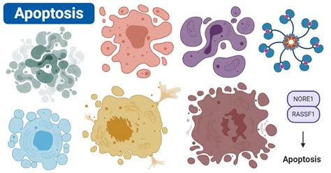 Apoptosis Definition Pathways Assay Examples Vs Necrosis