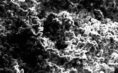 透明质酸修饰聚n异丙基丙烯酰胺丙烯酸水凝胶天然高分子聚丙烯酰肼水凝胶的制备方法 知乎