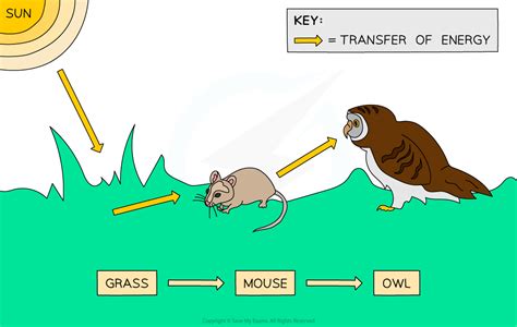 组织水平 7 2 1 Aqa Gcse生物学 联合科学修订笔记2018 保存我的考试