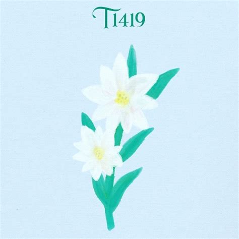 에델바이스 Youtube