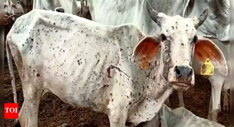 Use Vaccine To Protect Cattle Against Lumpy Skin Disease Say