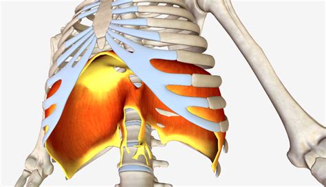 Musculo Diafragma