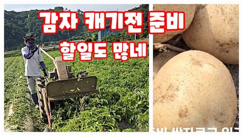 감자 캐기전 싹자르기 전용 기계로 수미감자 감물감자 괴산감자 감자재배방법 Youtube