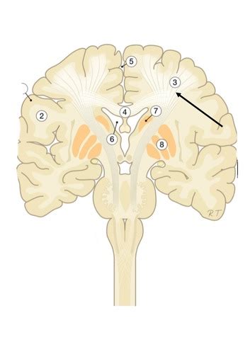 HeA Anatomie Thema 12 Corticofugaal Systeem Flashcards Quizlet