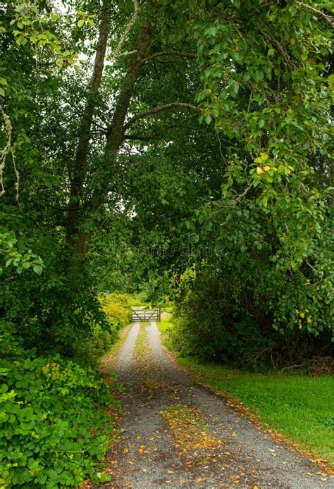 Branch And Vine Covered Canopy Over A Dirt Road Stock Image Image Of