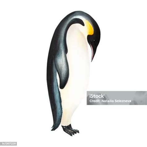 흰색 배경에 격리된 수채화 킹 펭귄 손으로 그림 현실적인 북극과 남극 해양 포유류 디자이너 장식 엽서 포장지 스크랩북 표지 로고 초대장 포스터 및 섬유 개체 그룹에 대한