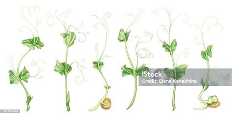 수채화 스타일의 마이크로 녹색 완두콩의 그림 어린 씨앗 묘목 식용 잎 건강 식품 보충제 흰색 배경에 클립아트 원예용 콩류 요리 재료 꽃 식물에 대한 스톡 벡터 아트 및 기타