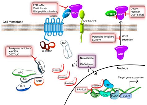 Schematic representation of the Wnt β catenin signaling pathway and the Download Scientific