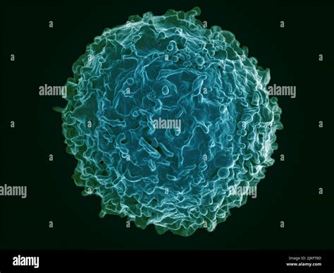Scanning Electron Microscope Images Cell