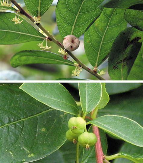 식물 이야기 지름 15㎝ 납작하고 둥근 열매가 만두와 닮았대요 프리미엄조선