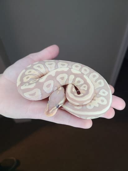 Banana Mojave Ball Python By Dewayne Marshall