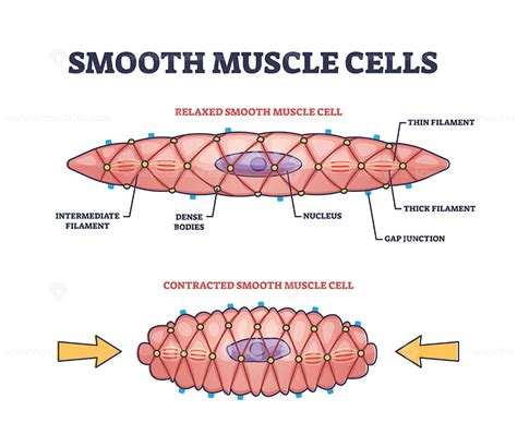 Muscle Cells Have Cell Membranes At Annie Geil Blog