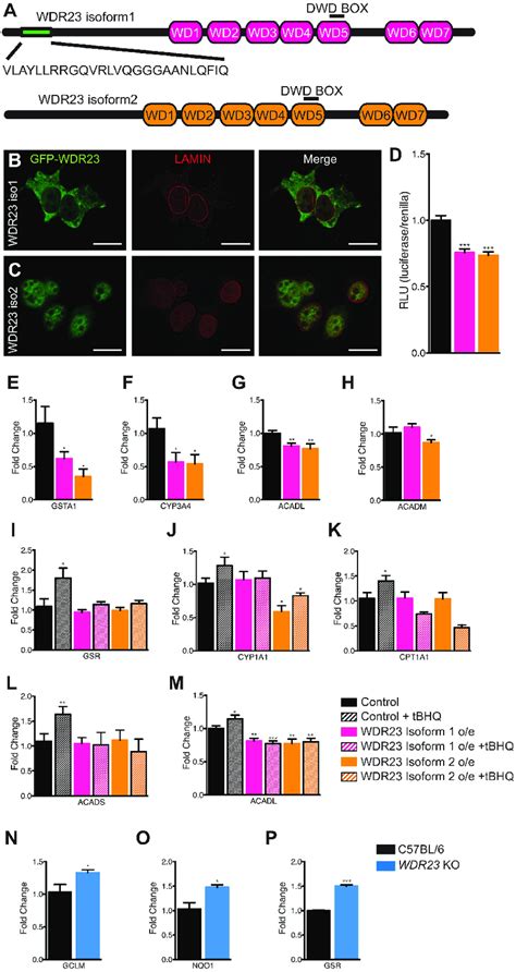Wdr23 Influences Cytoprotective Pathways Via Regulation Of Nrf2 A