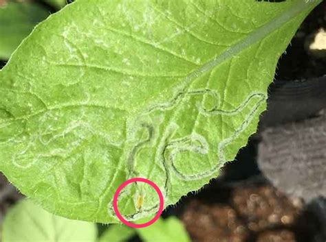 ハモグリバエエカキムシ被害の特徴生態と防除方法 やまむファーム