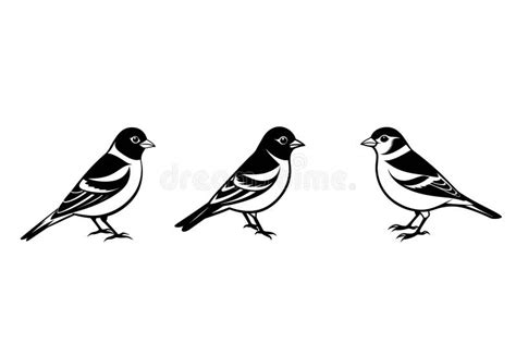 PrintHow To Care For A Myna Bird A Comprehensive Guide For Beginners