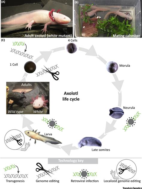 Advances In Decoding Axolotl Limb Regeneration Trends In Genetics