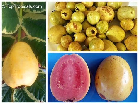 Top 10 Fast Fruiting Trees