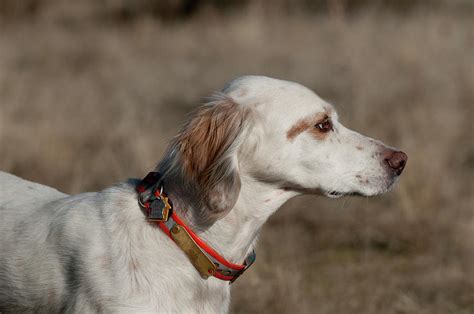 English Setter On Point Photograph By William Mullins Pixels