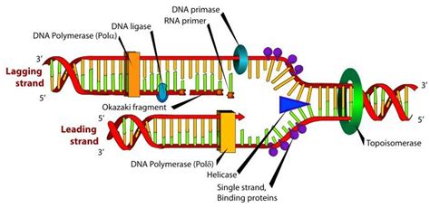 Dna Replication Biology Photo Fanpop