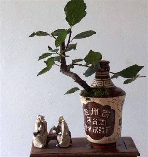 旧瓷酒瓶改盆景图片 酒瓶花盆成品图片 伤感说说吧