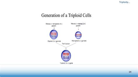 Triploidy Pptx Gardening Home And Garden Triploidy Pptx Gardening Home And Garden
