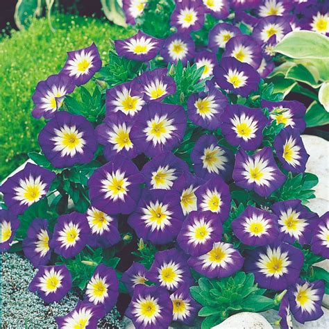 Convolvulus Minor Blue Ensign Seeds Suttons