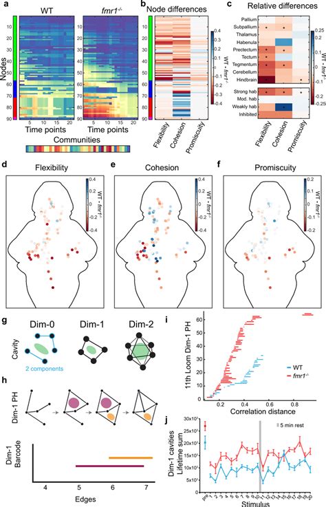 dynamic community detection and persistent homology across wt and