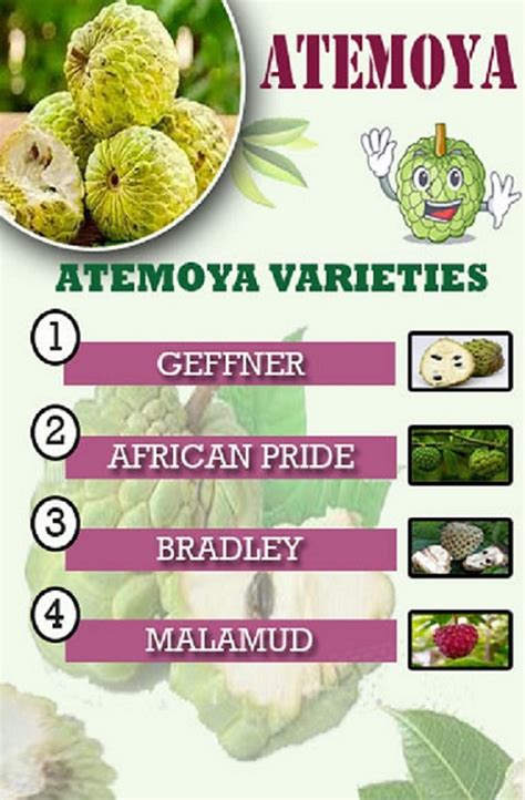 Atemoya