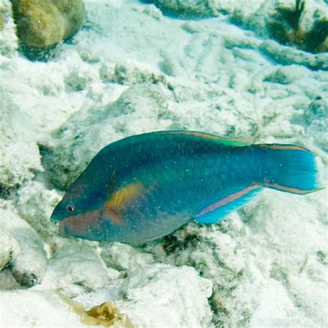 Princess Parrotfish Facts Diet Habitat And Pictures On Animaliabio