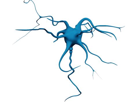 Neuron 3d Model Neuron 3d Print Model Download Makerworld