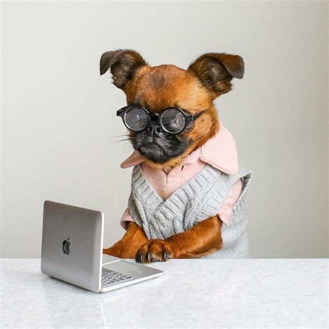 Собака за компом 28 фото Милые собаки Смешные фото собак Собаки