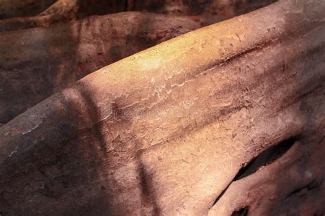 Tree Root Texture Background Stock Image Image Of Wood Wallpaper