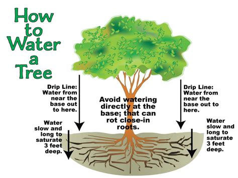 Tree Protector Do For Trees 6 Water And Balance The Elements