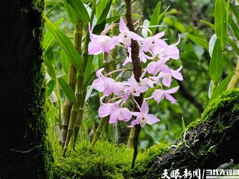 林下经济产值7928亿元！黔南青山变“金山”发展森林生态