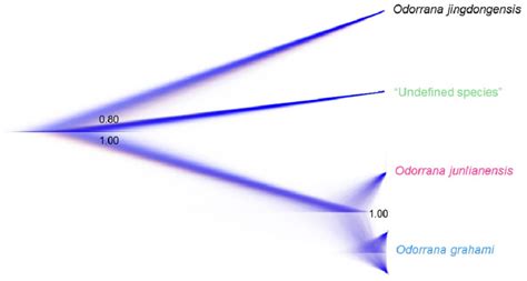 Bayesian Phylogenetic Tree Reconstructed With Snapp Based On 5 000 Download Scientific Diagram
