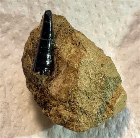 Please Help Id German Upper Jurassic Ichthyosaur Teeth Fossil Id
